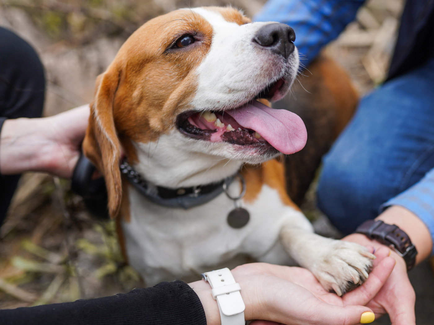 35 Animal Quotes to Inspire Love, Respect, and Compassion - Pensador