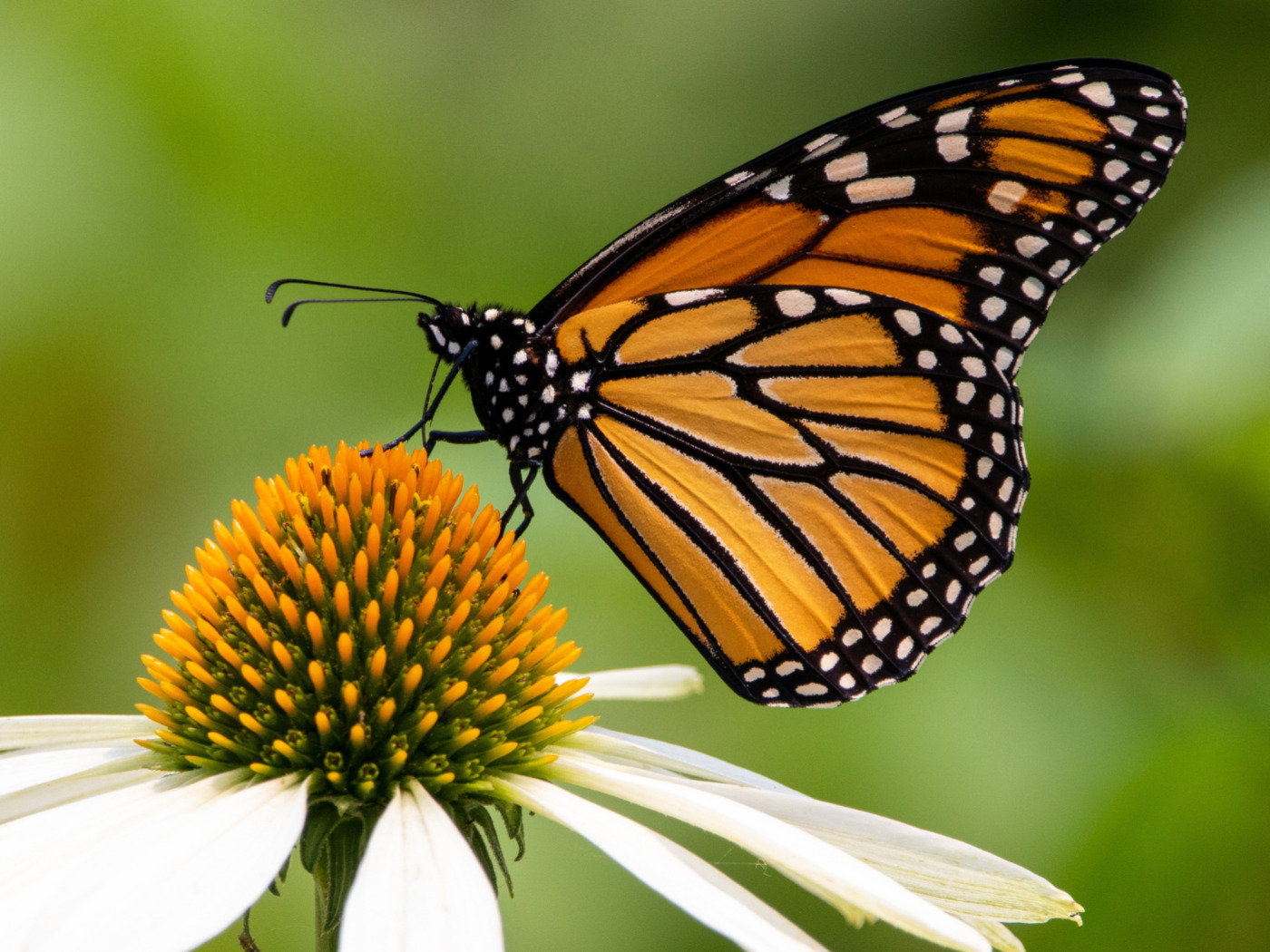 55 Butterfly Quotes to Inspire Growth, Beauty, and Change - Pensador