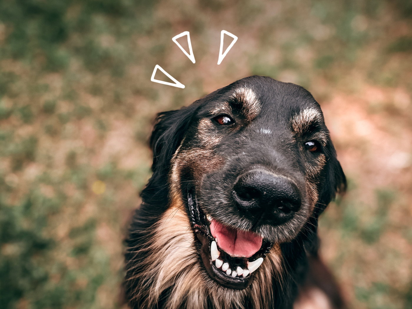 65+ Dog Quotes That Expresses The Unconditional Love Of Pets - Pensador