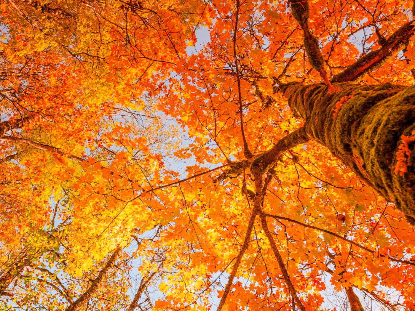 50+ Fall Quotes to Celebrate Autumn’s Beauty and Magic - Pensador