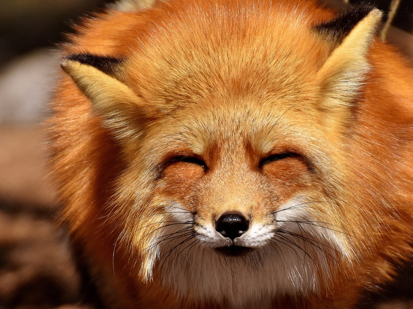 42 frases de animales y mascotas llenas de ternura y cariño - Pensador