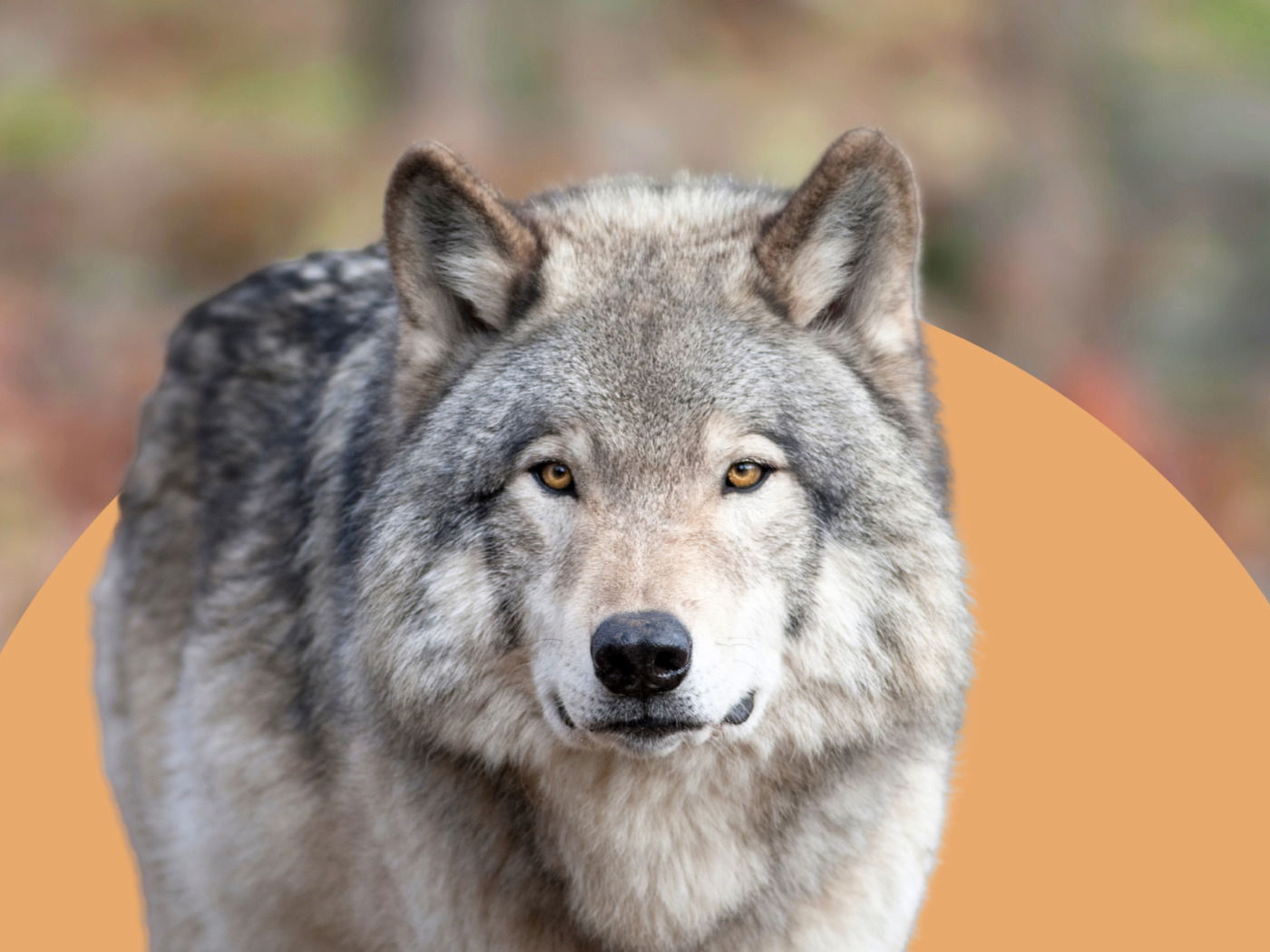 51 frases de lobos que reflejan su esencia - Pensador