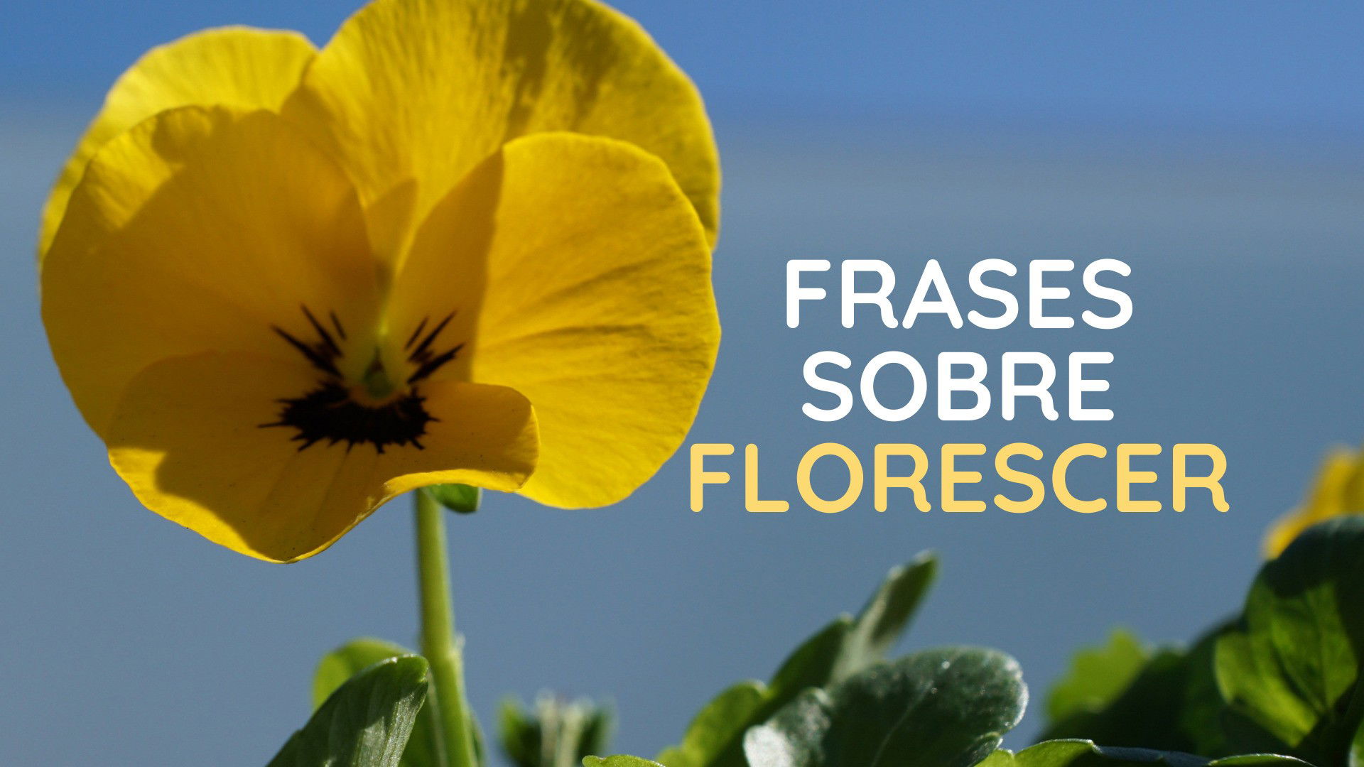 Flor Da Vida Arte Tumblr