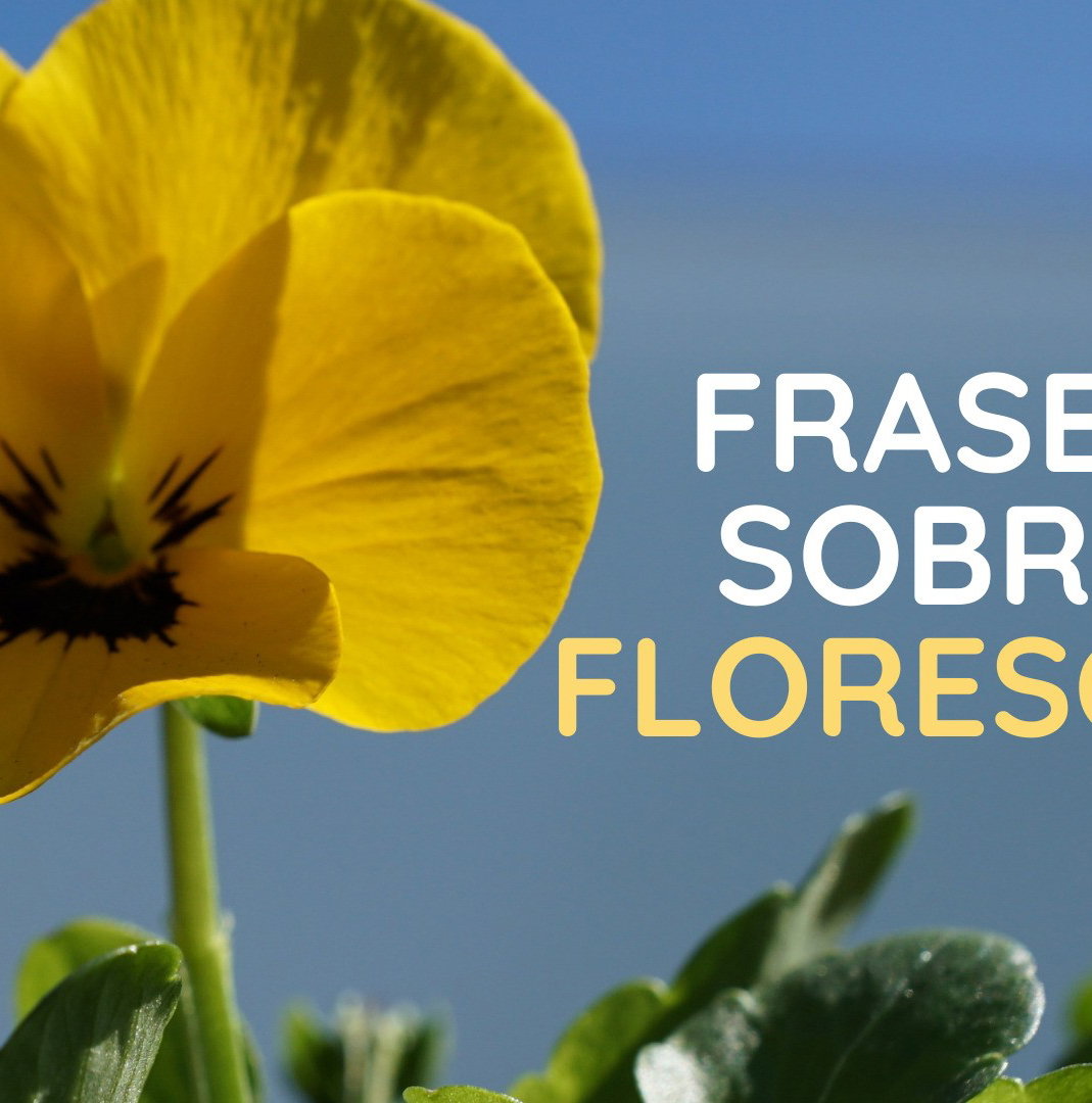Citacoes Famosas Flores Pin De Anjo Alegria Em FlOrEs 🌺