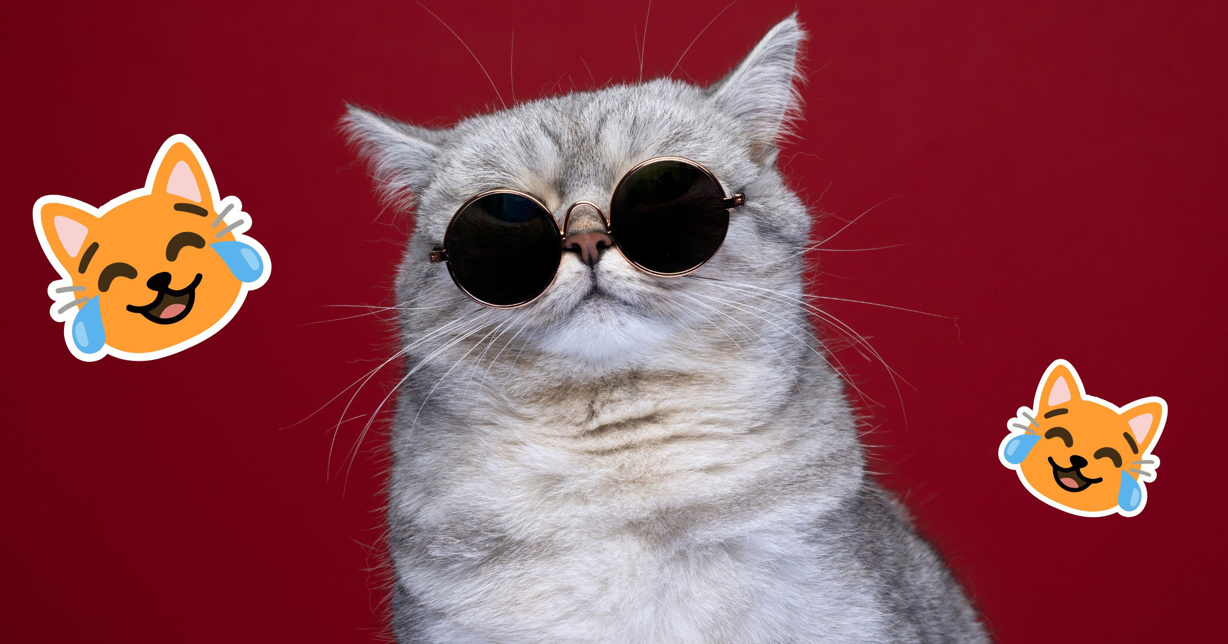 Caes E Gatos Engracados Com Palavras 22 Frases Sobre Gatos Para Quem