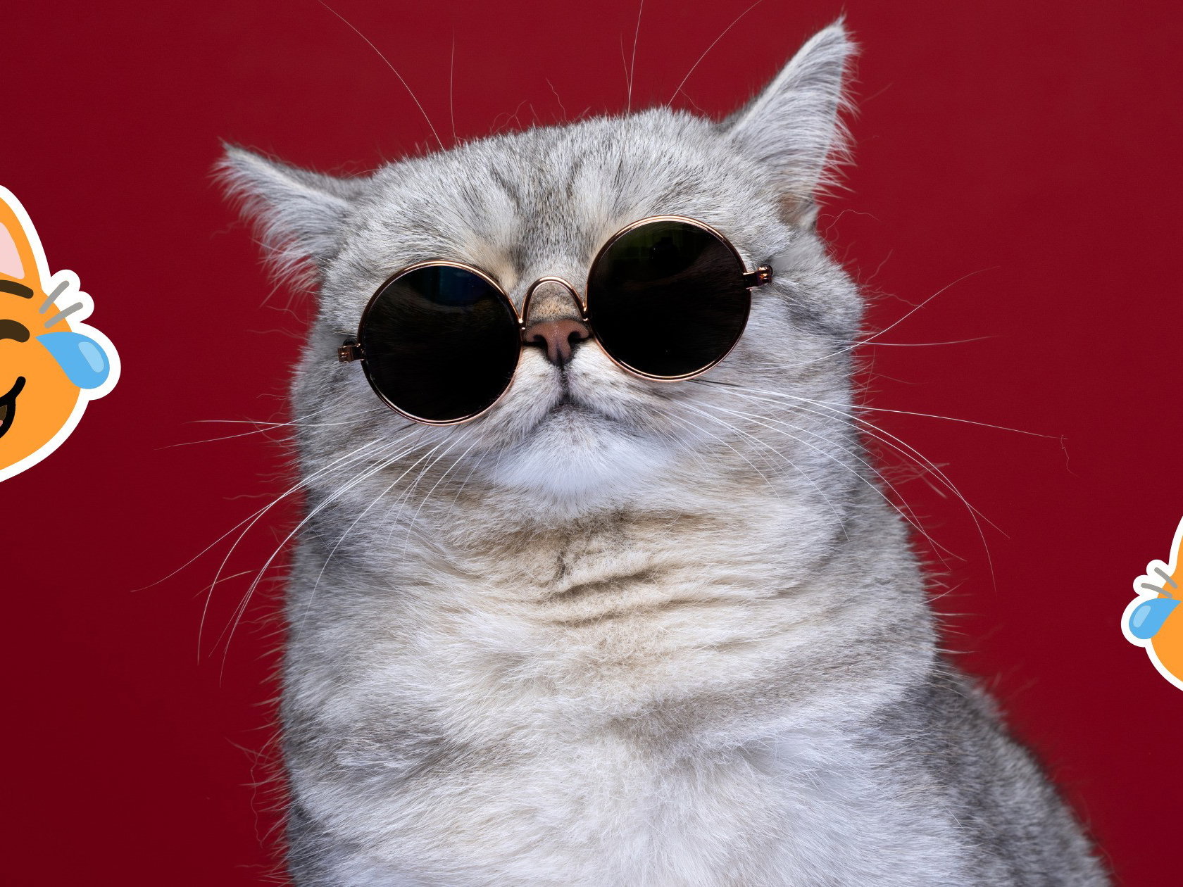Memes De Cachorro E Gato Engracados