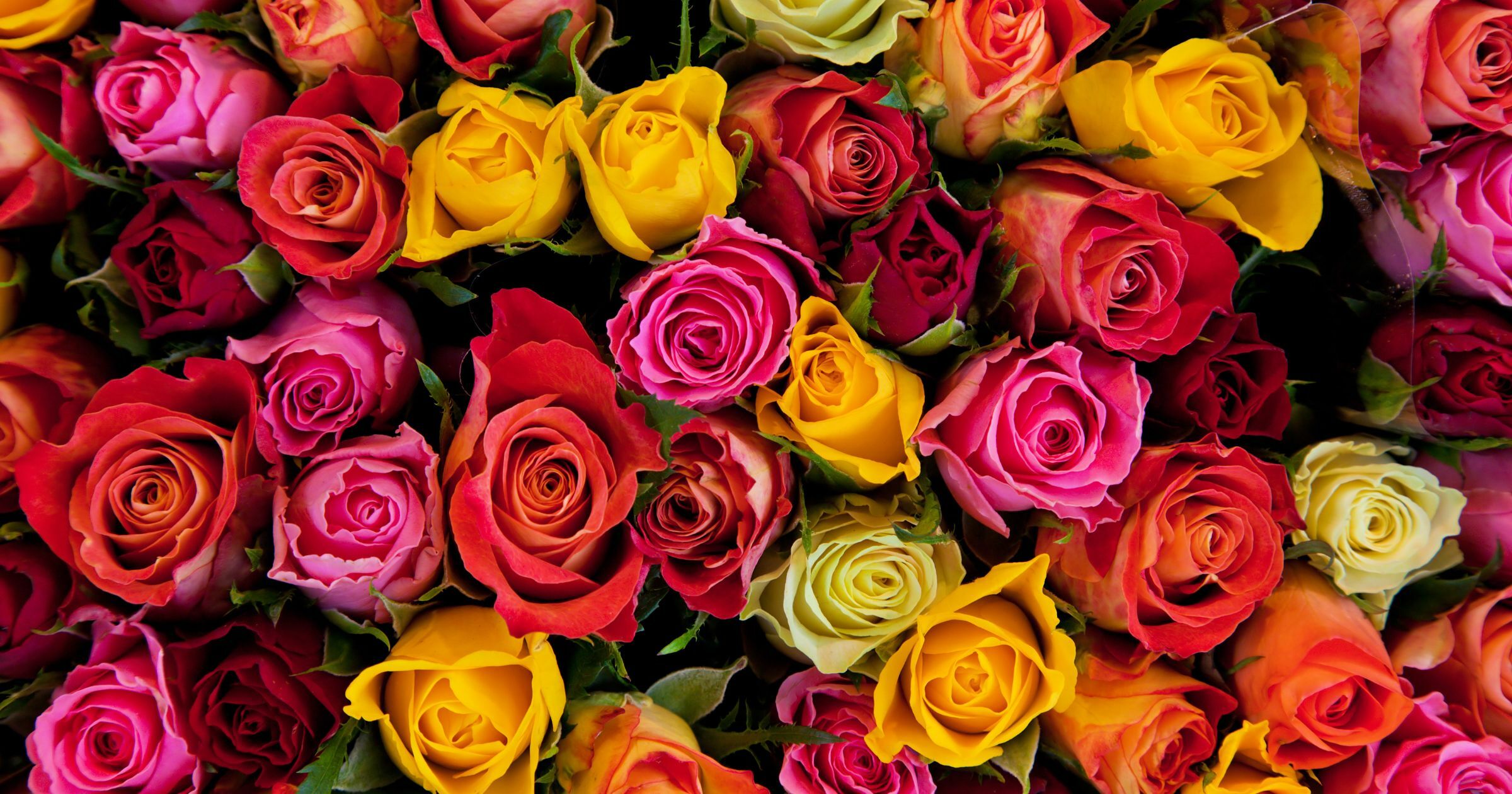 Poesias sobre rosas - Pensador